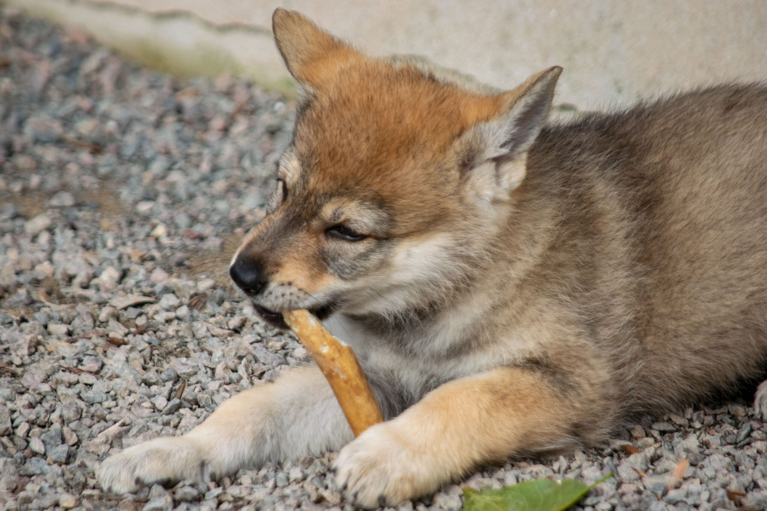 Comment dépenser et relaxer mon chein en même temps